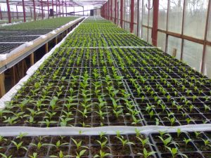 Producător răsaduri Prahova | Răsaduri.ro - Acasa