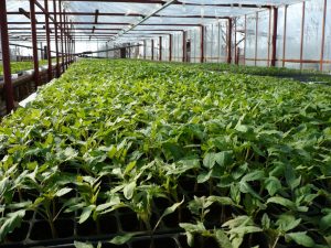 Producător răsaduri Prahova | Răsaduri.ro - Acasa