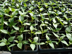 Producător răsaduri Prahova | Răsaduri.ro - Acasa