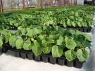 Producător răsaduri Prahova | Răsaduri.ro - Acasa