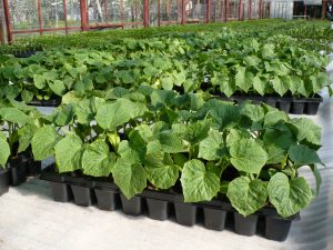 Producător răsaduri Prahova | Răsaduri.ro - Acasa